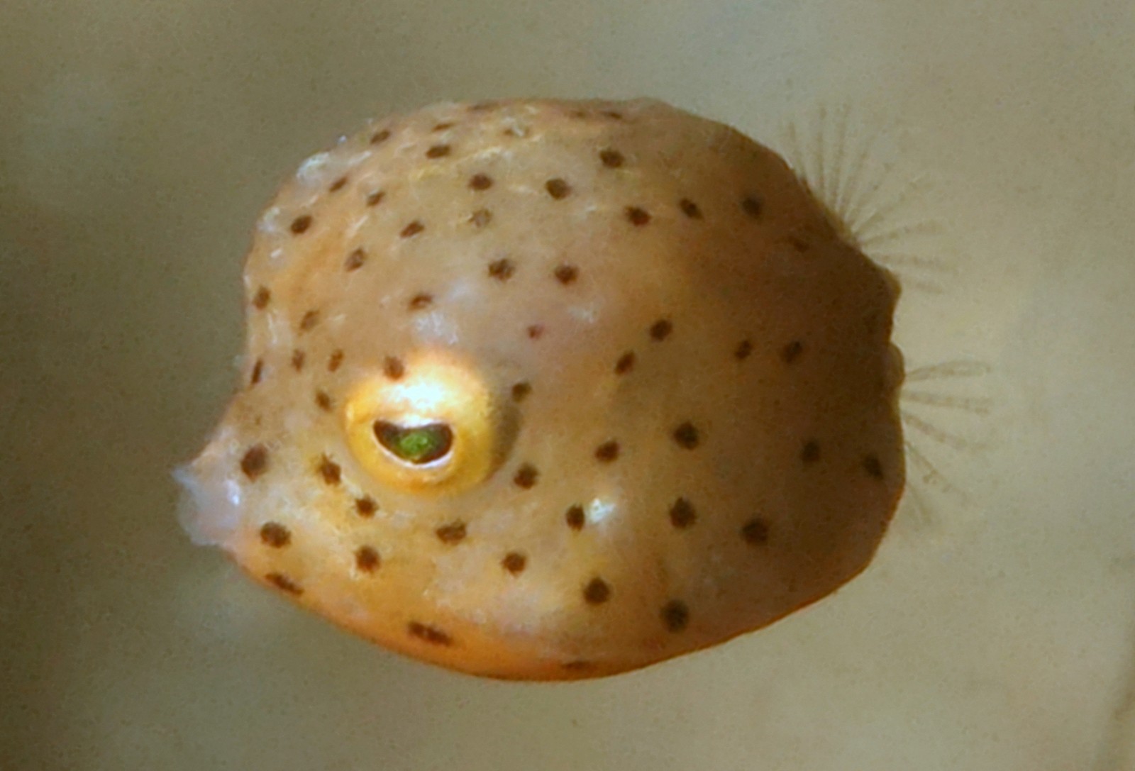 OSTRACION CUBICUM - (LINNAEUS, 1758)