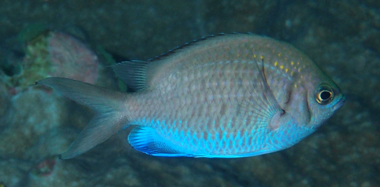 CHROMIS ALPHA - (RANDALL, 1988)