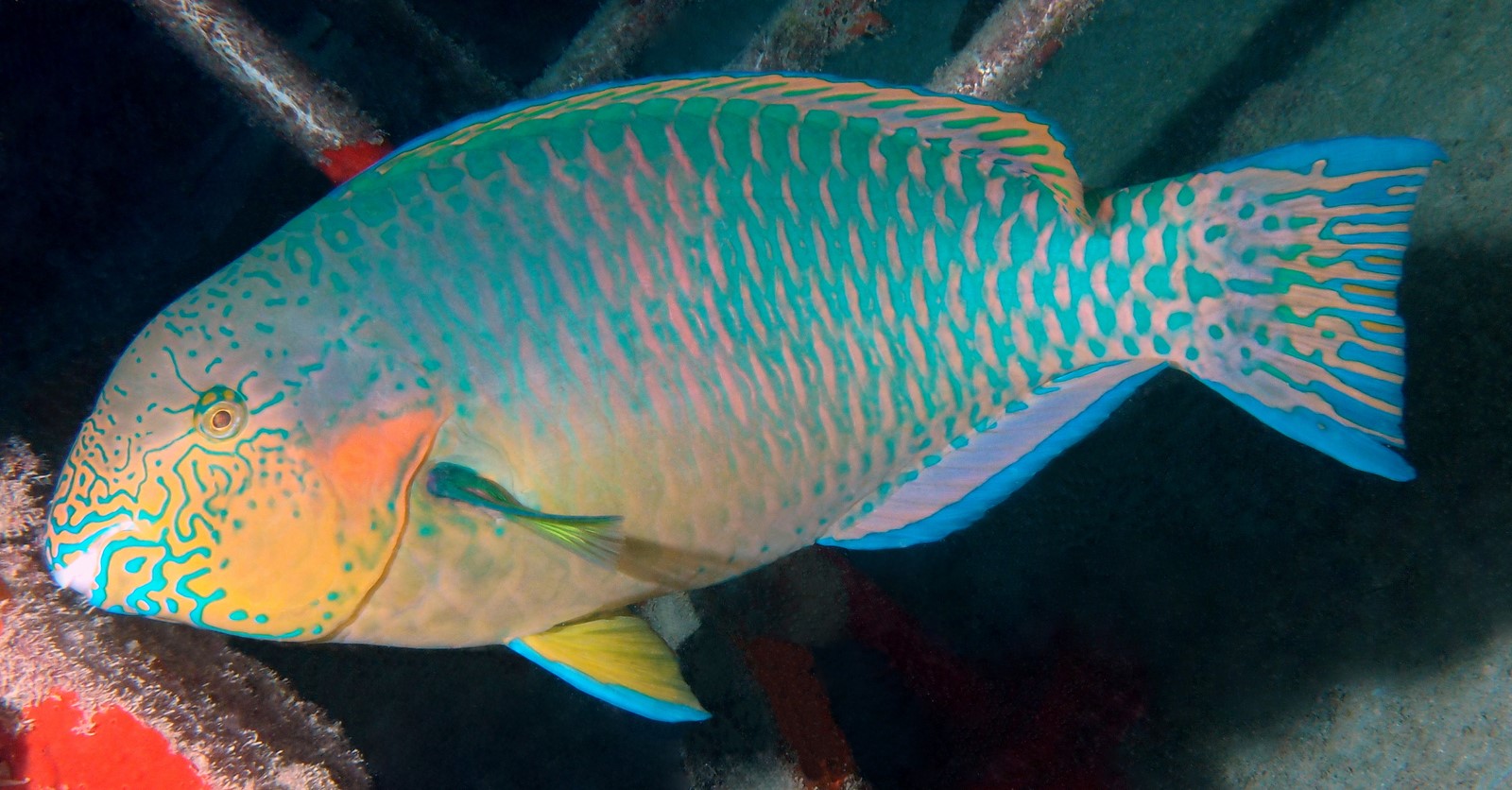 SCARUS RIVULATUS - (VALENCIENNES, 1840)