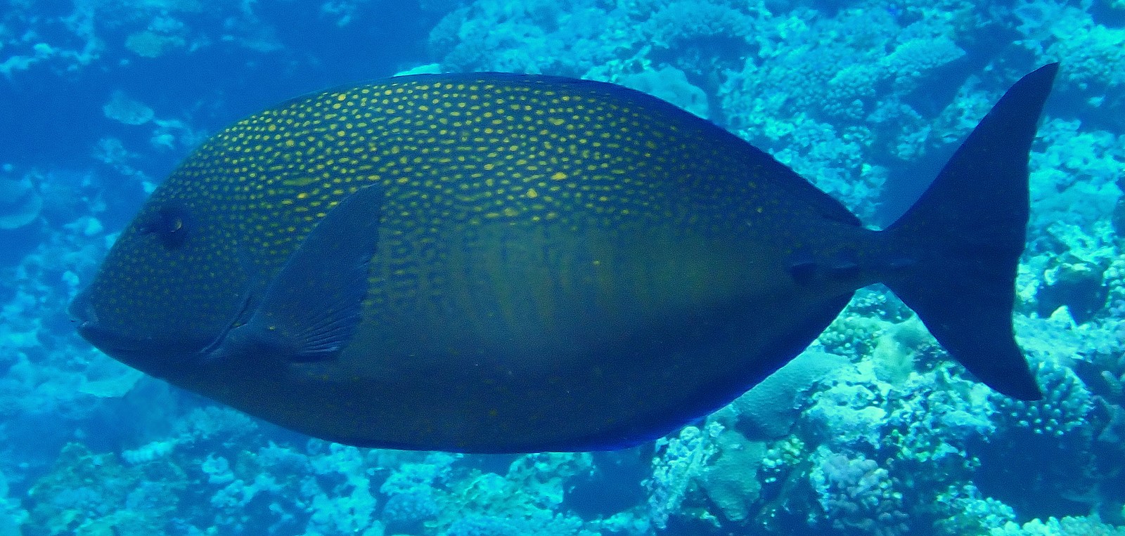 PRIONURUS MACULATUS - (OGILBY, 1887)