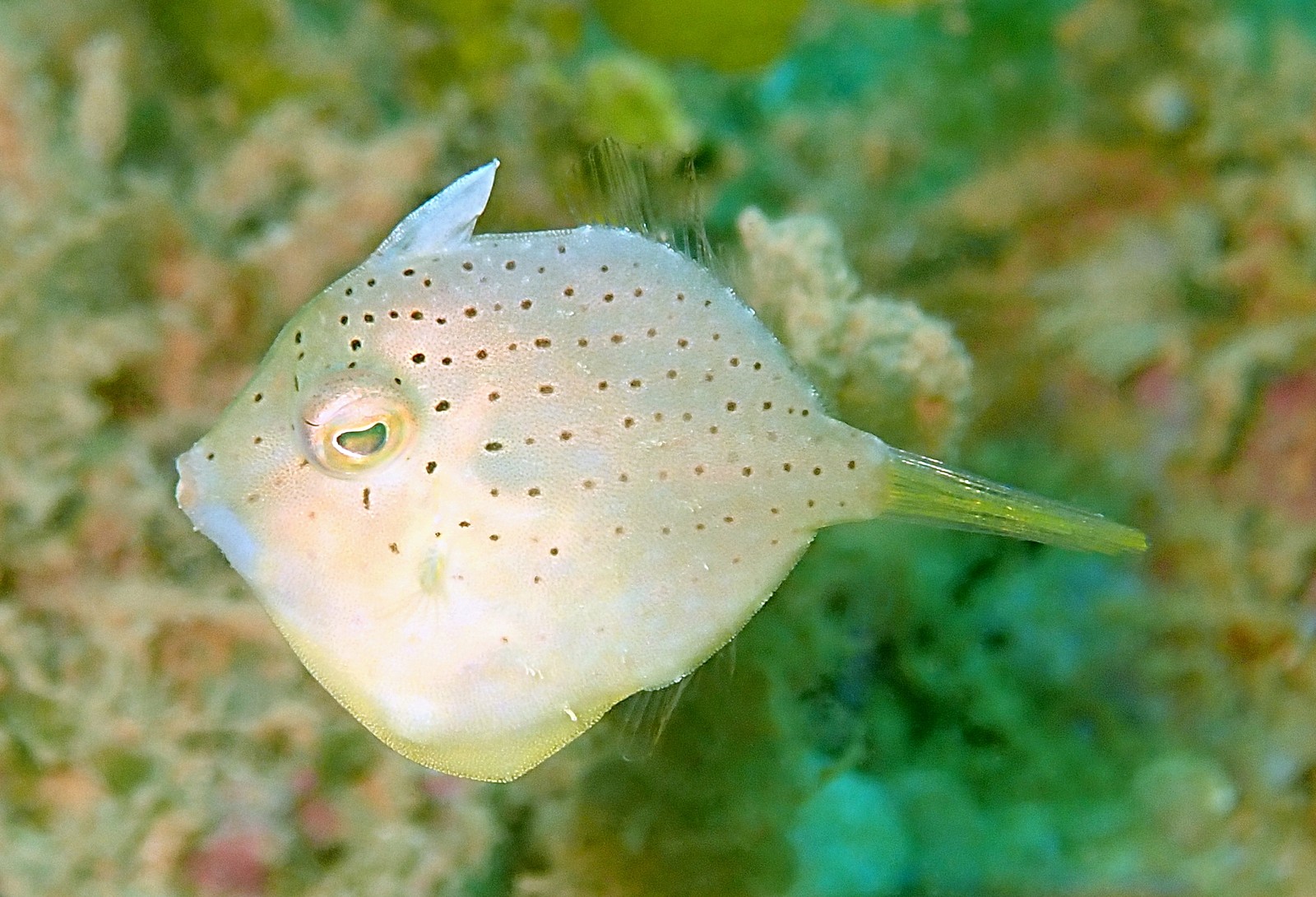 BRACHALUTERES JACKSONIANUS - (QUOY & GAIMARD, 1824)