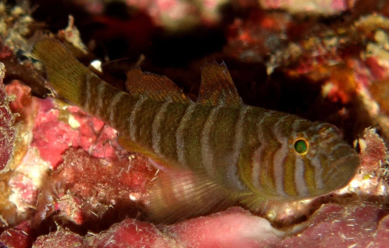 PRIOLEPIS CINCTA - (REGAN, 1908)