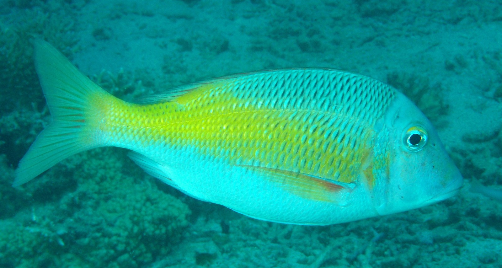 LETHRINUS ATKINSONI - (SEALE, 1910)