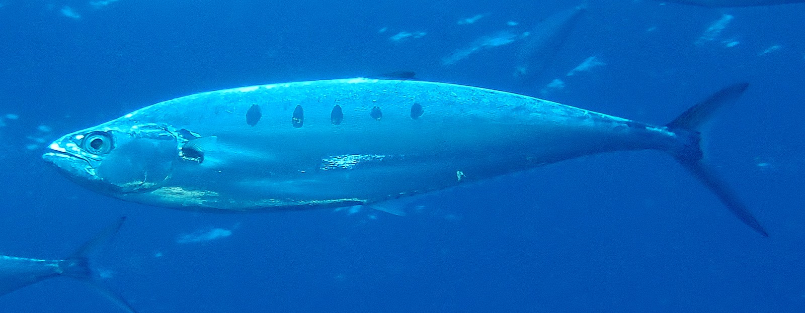 SCOMBEROIDES TOL - (CUVIER, 1832)