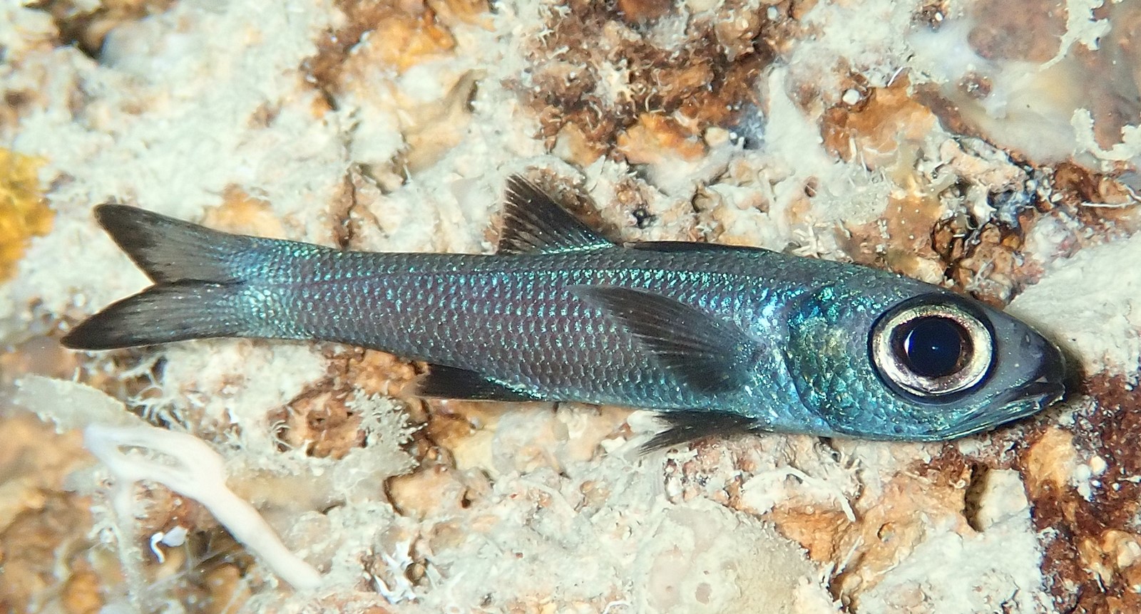 EPIGONUS CAVATICUS - (IDA, OKAMOTO & SAKAUE, 2007)