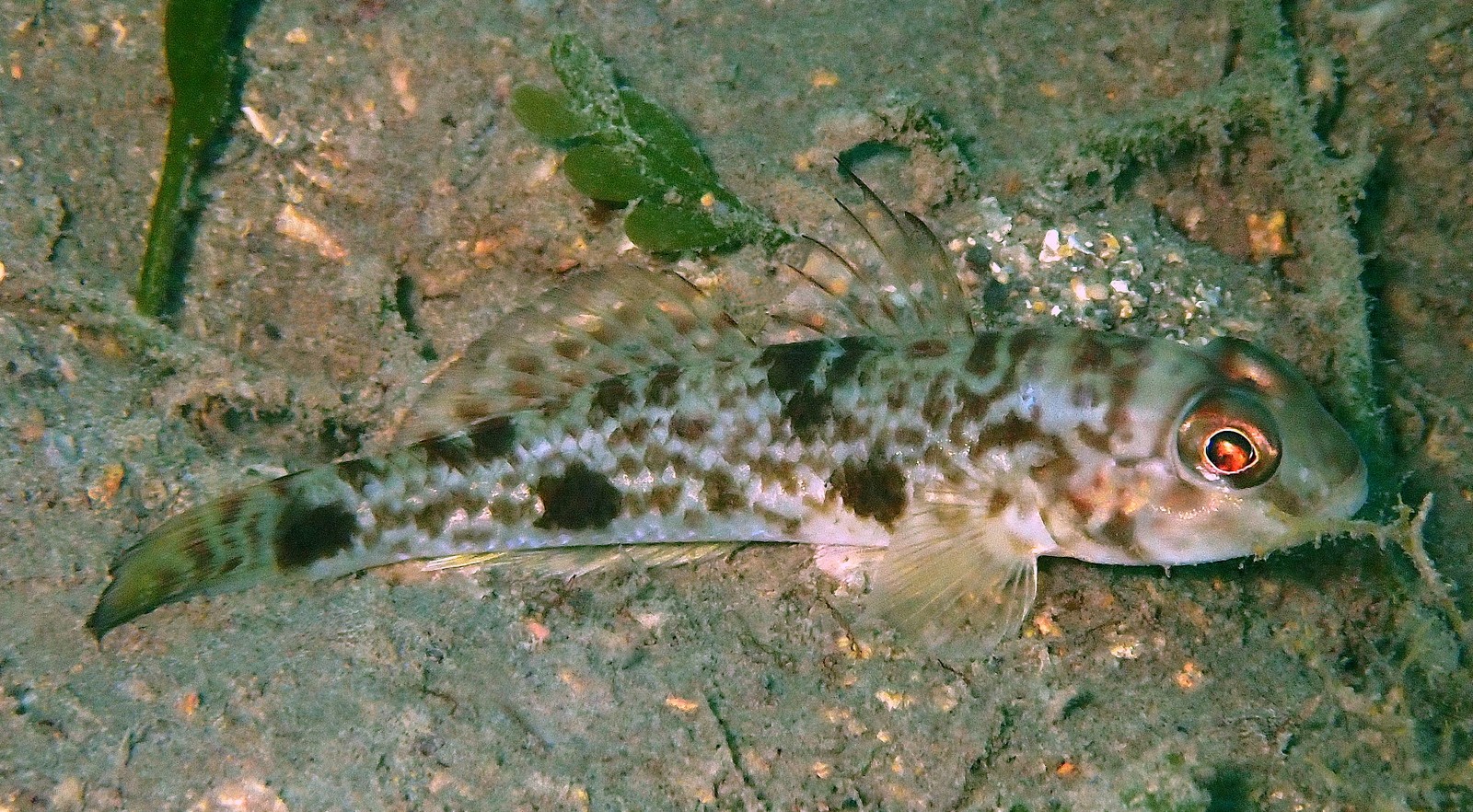 YONGEICHTHYS NEBULOSUS - (FORSSKAL, 1775)