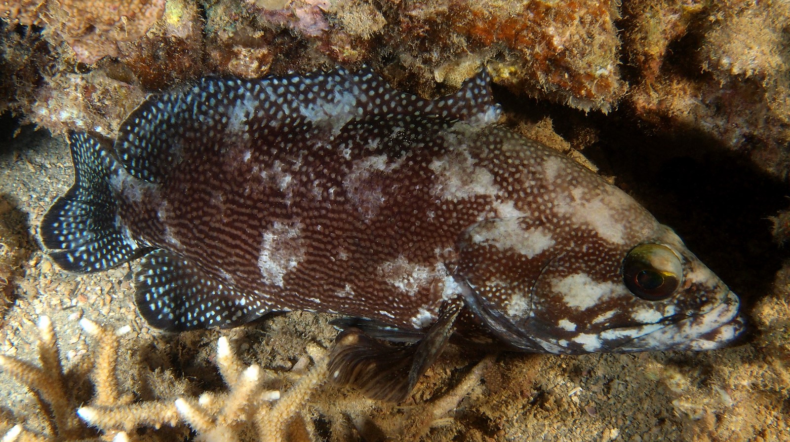 EPINEPHELUS ONGUS - (BLOCH, 1790)