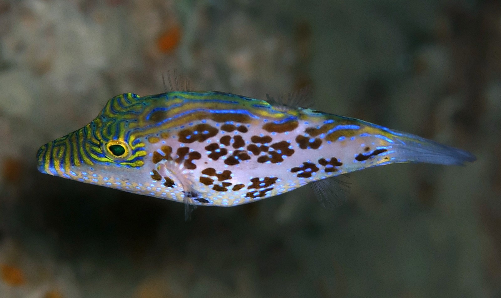 CANTHIGASTER LEOPARDA - (LUBBOCK & ALLEN, 1979)