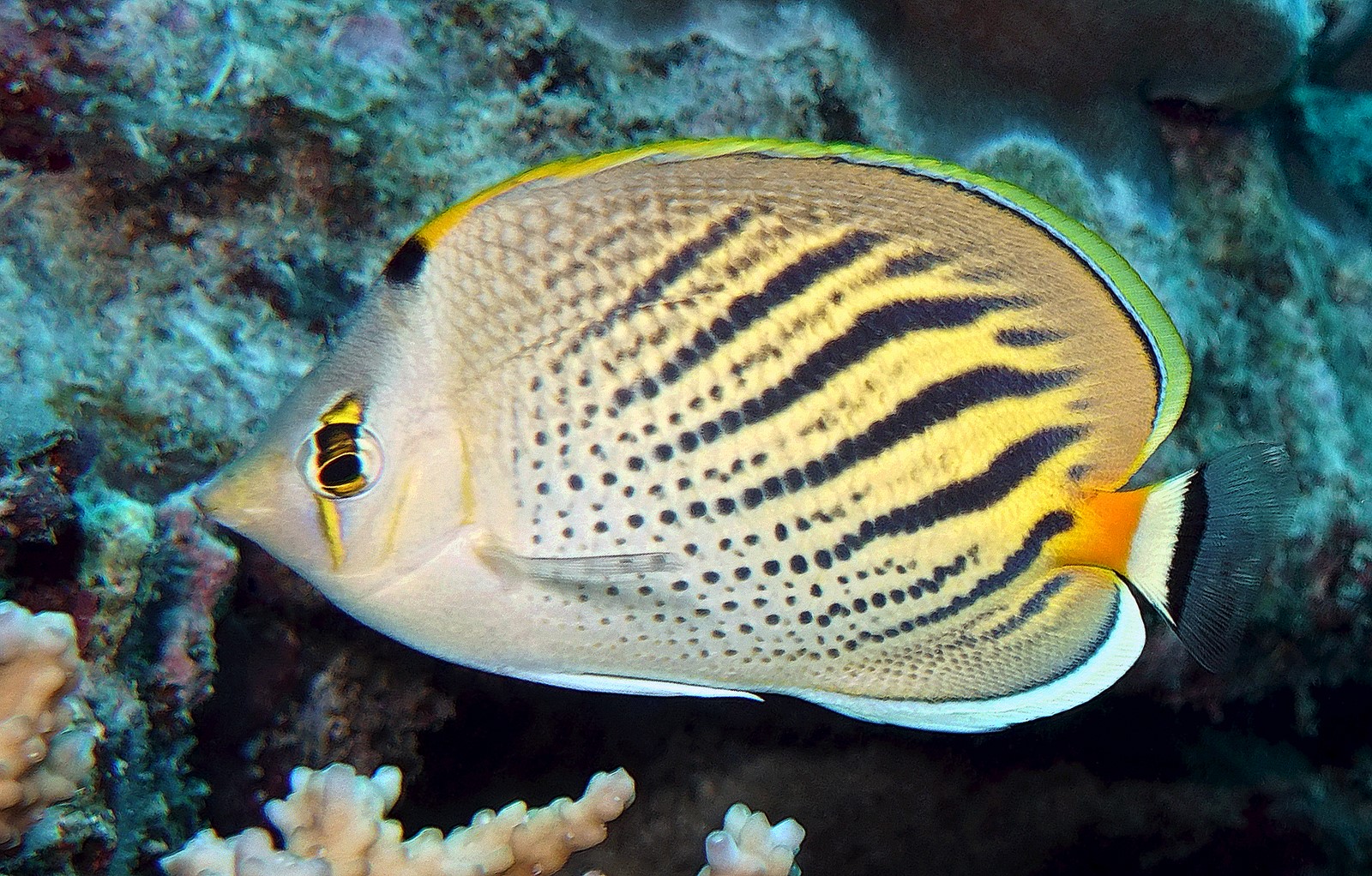 CHAETODON PELEWENSIS - (KNER, 1868)