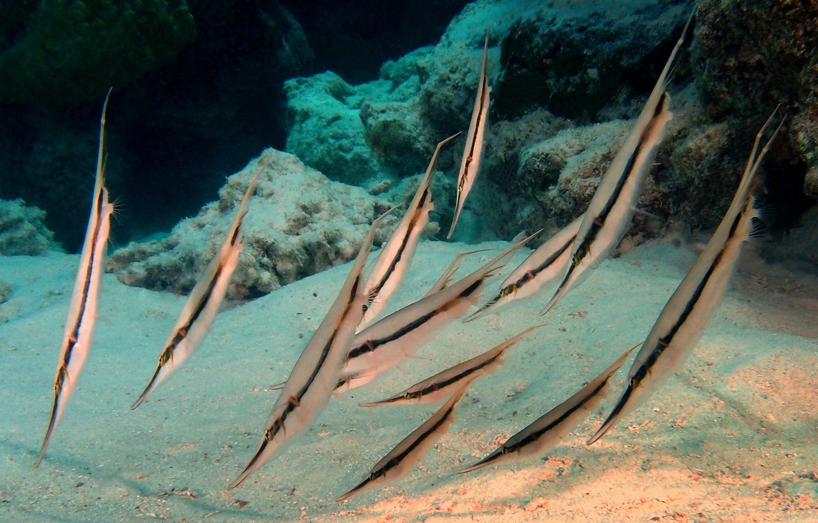 AEOLISCUS STRIGATUS - (GUNTHER, 1861)