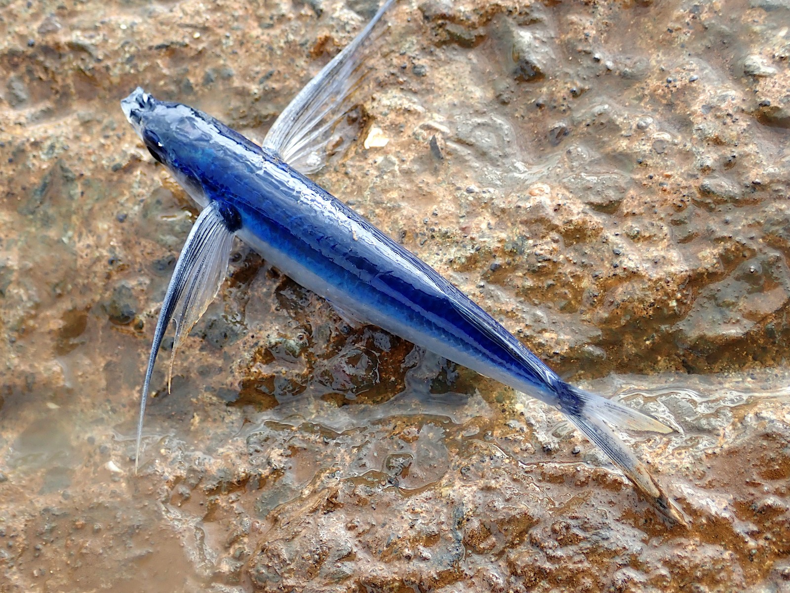 PAREXOCOETUS BRACHYPTERUS - (RICHARDSON, 1846)