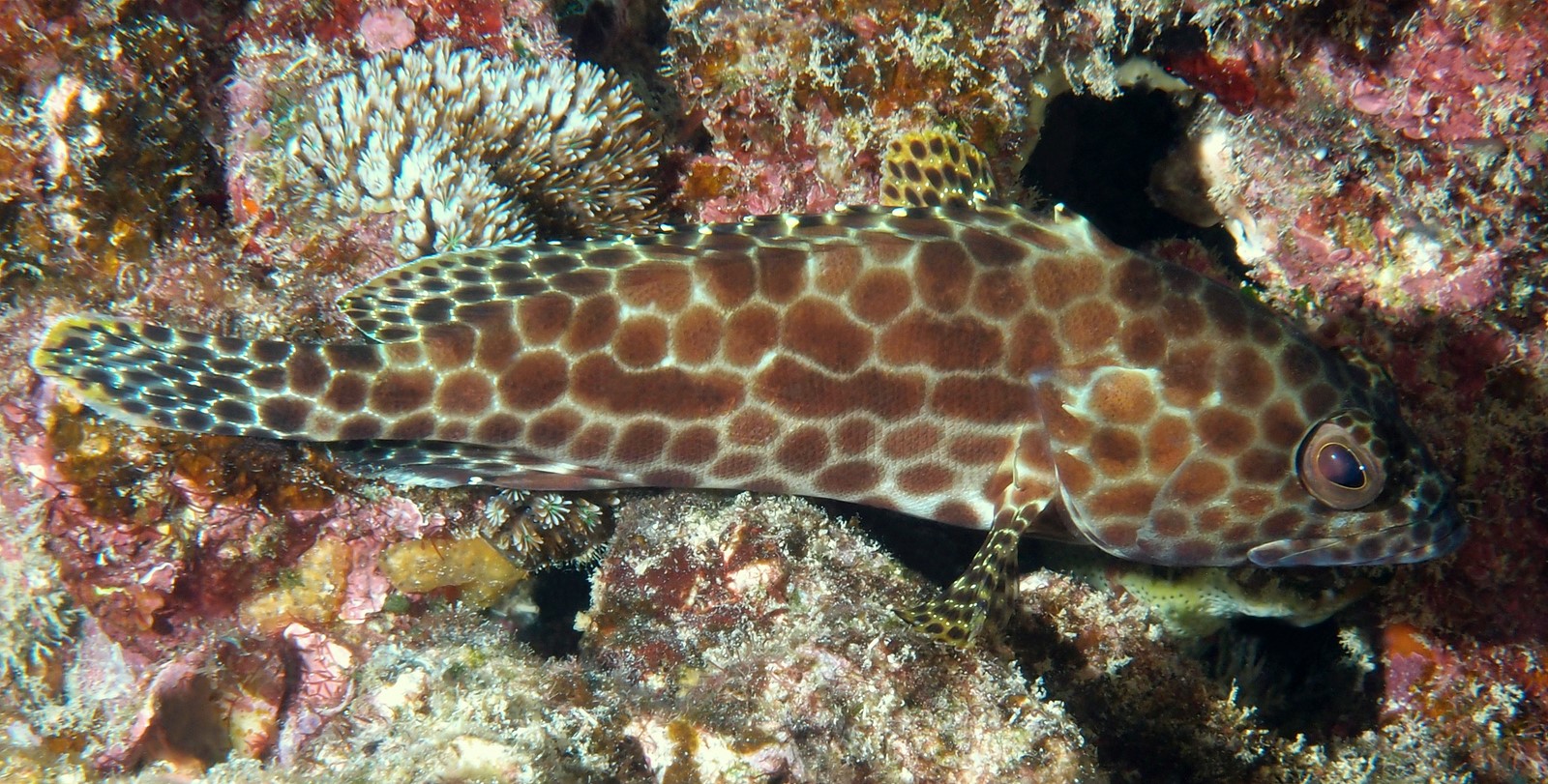 EPINEPHELUS MERRA - (BLOCH, 1793)