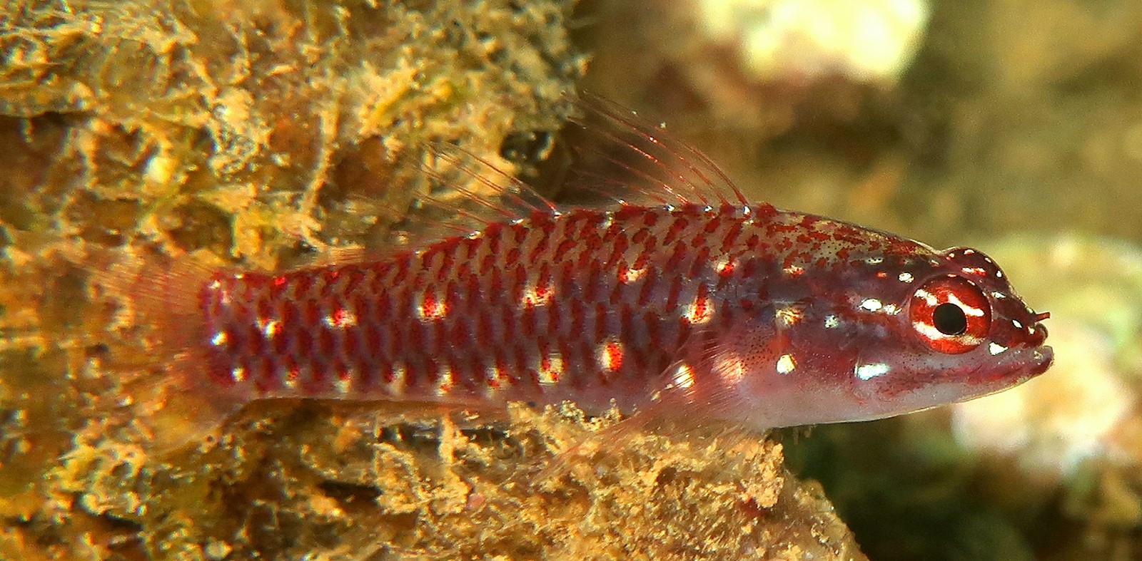 EVIOTA PELLUCIDA - (LARSON, 1976)