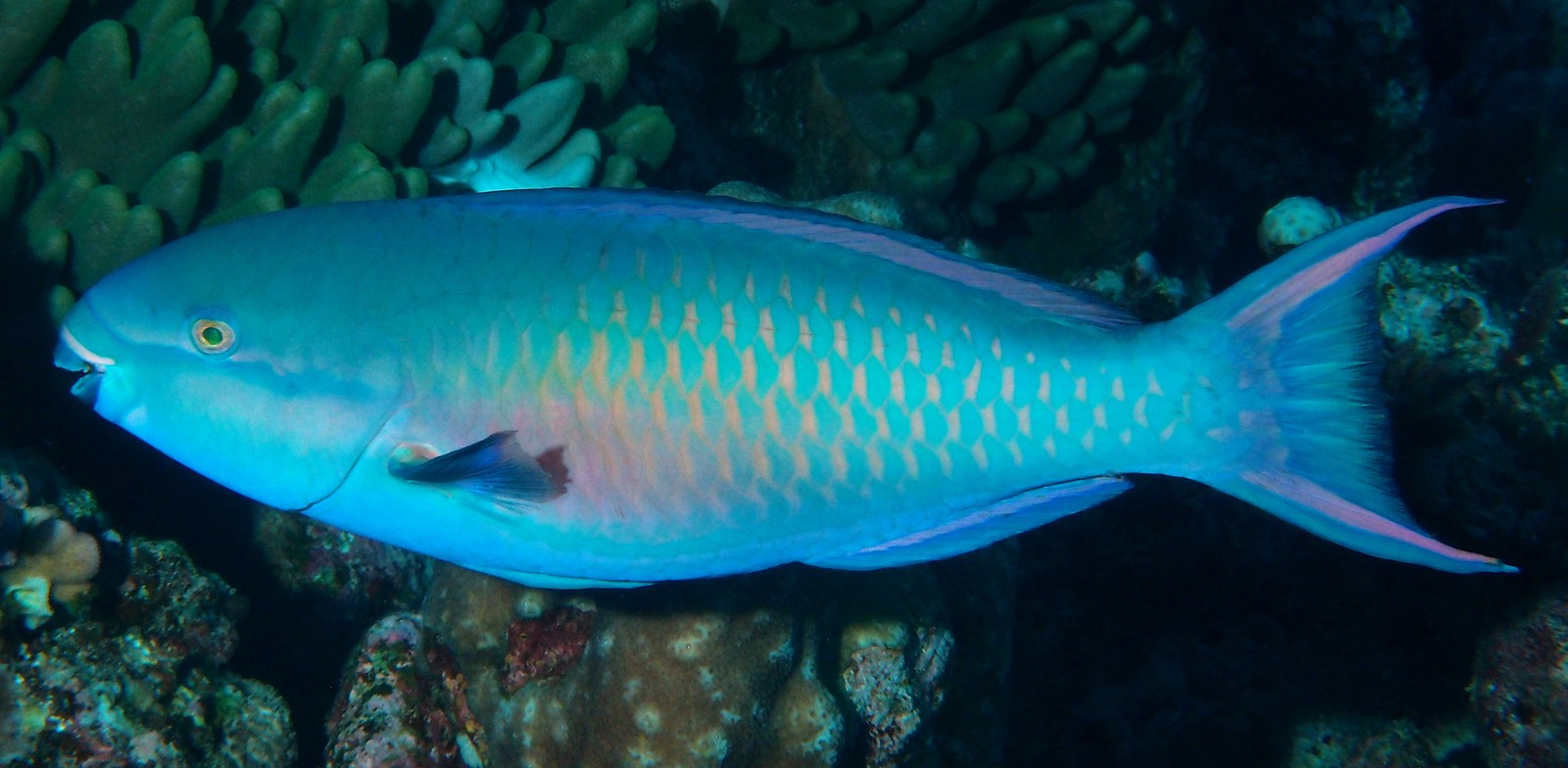 SCARUS FORSTENI - (BLEEKER, 1861)