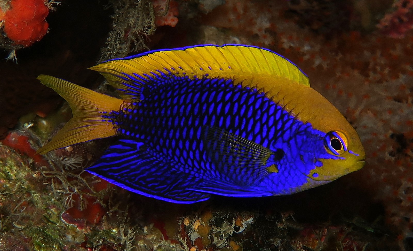 CHRYSIPTERA STARCKI - (ALLEN, 1973)