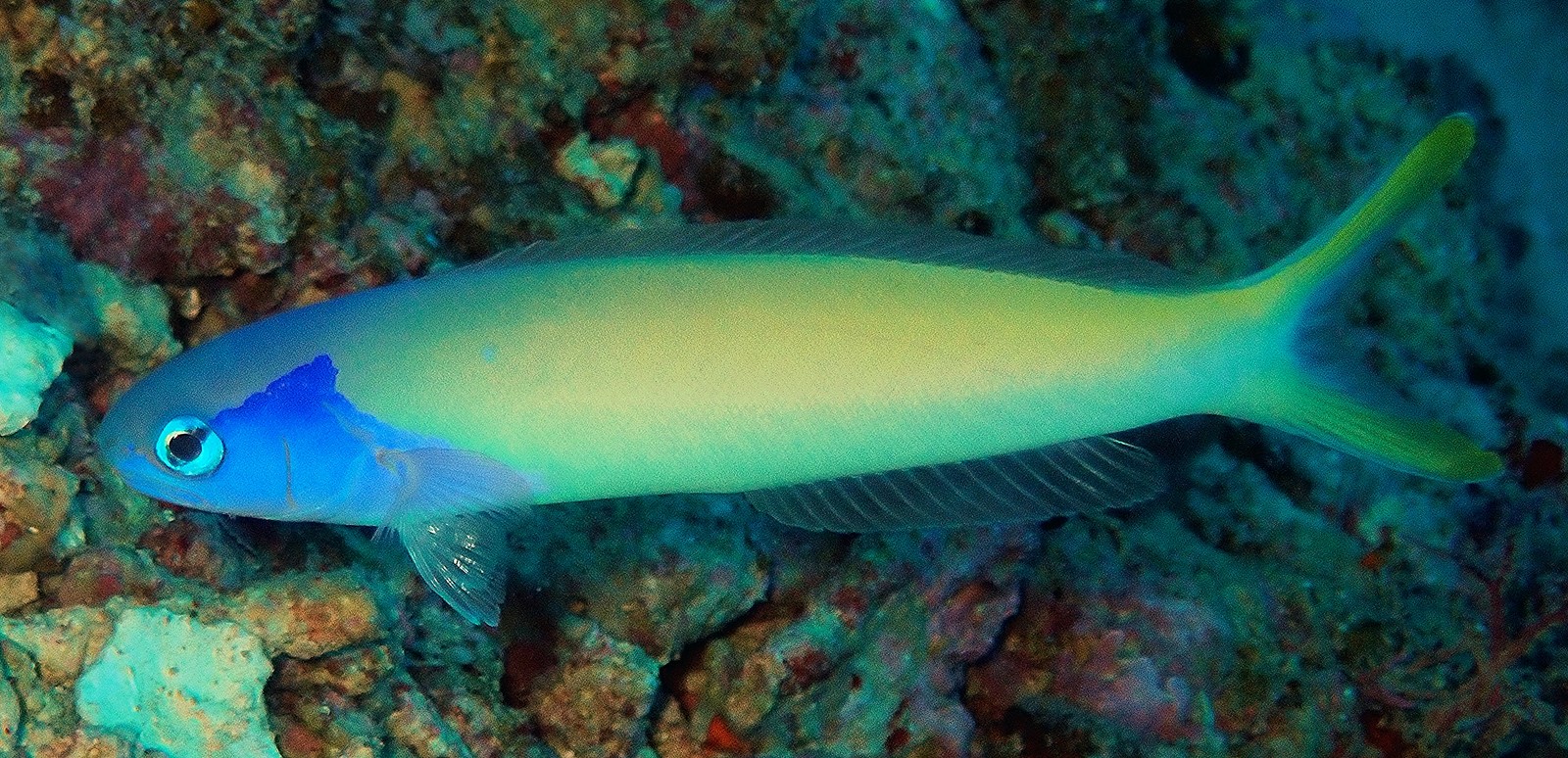 HOPLOLATILUS STARCKI - (RANDALL & DOOLEY, 1974)