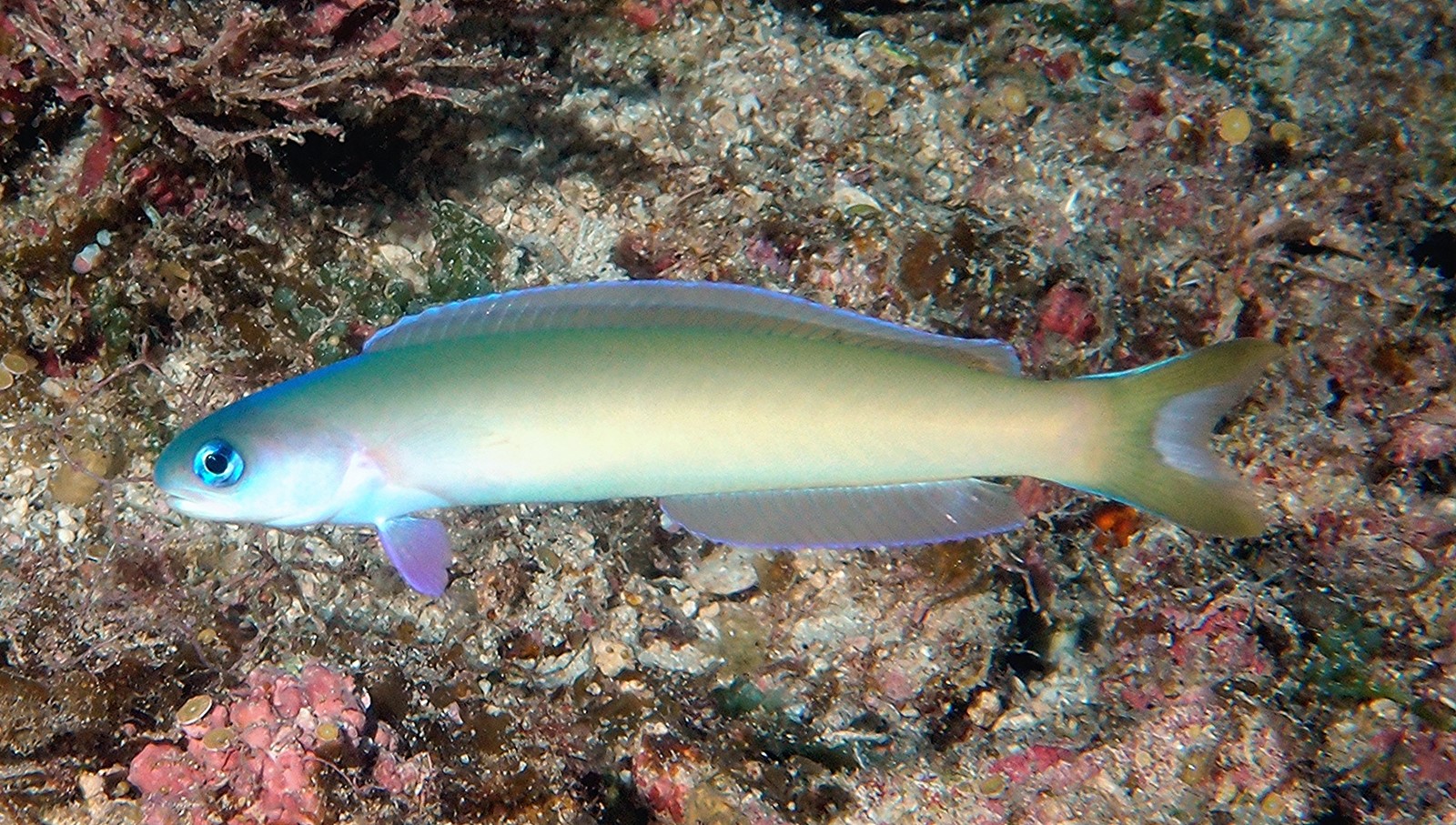 HOPLOLATILUS CUNICULUS - (RANDALL & DOOLEY, 1974)