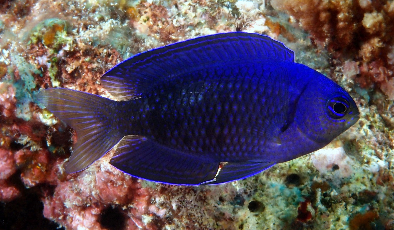 CHRYSIPTERA | REEF AQUARIUM