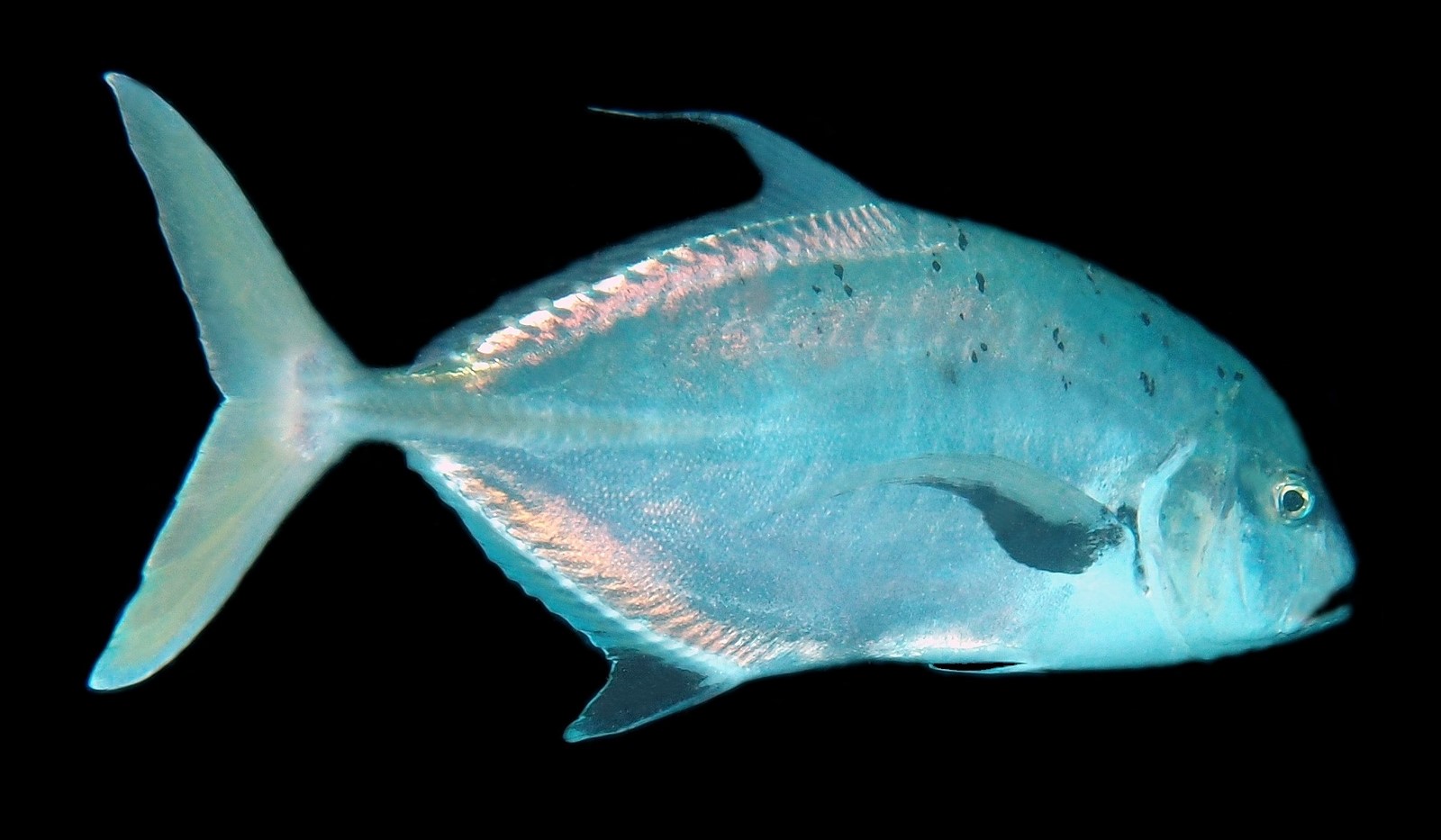 CARANGICHTHYS DINEMA - (BLEEKER, 1851)