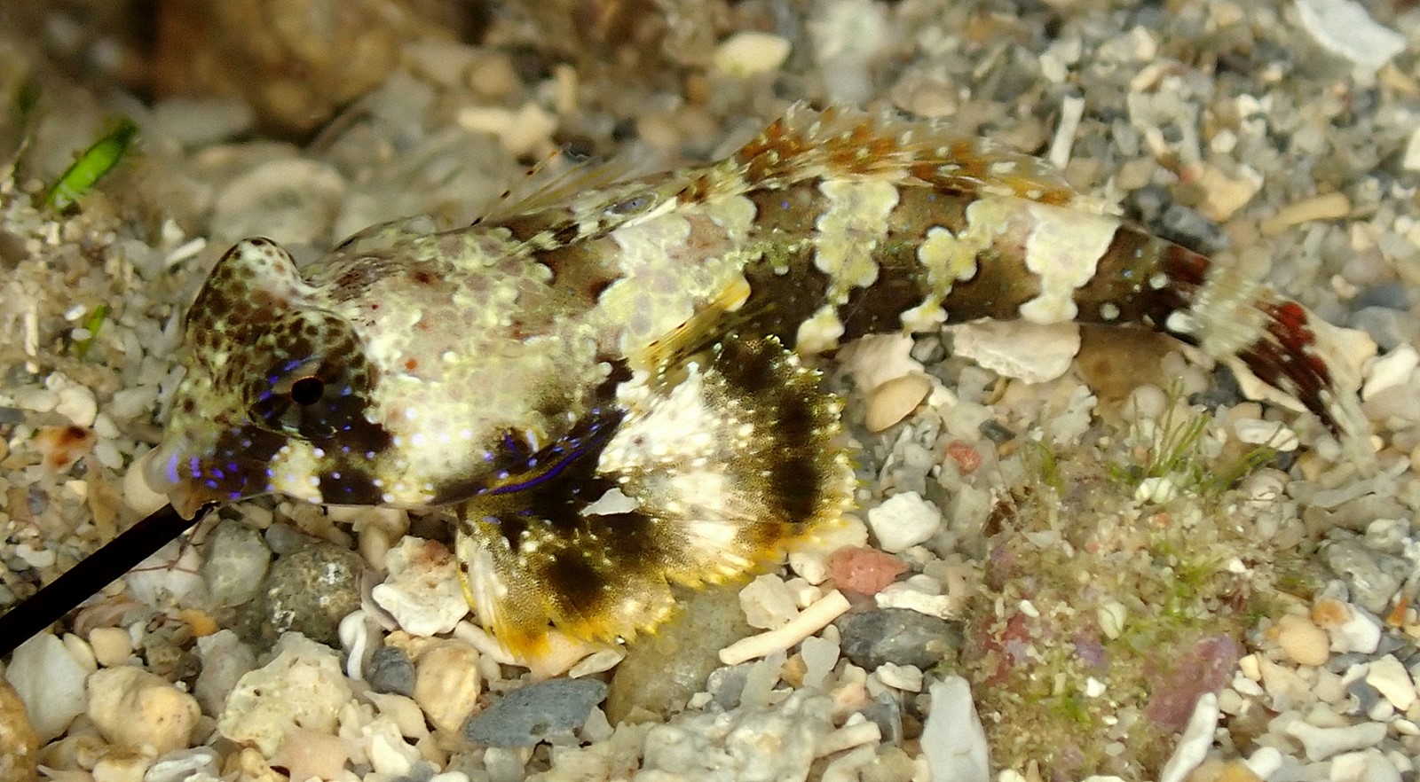 SYNCHIROPUS OCELLATUS - (PALLAS, 1770)