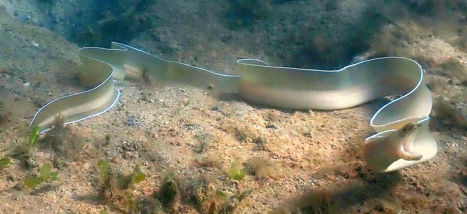 PSEUDECHIDNA BRUMMERI - (BLEEKER, 1858)