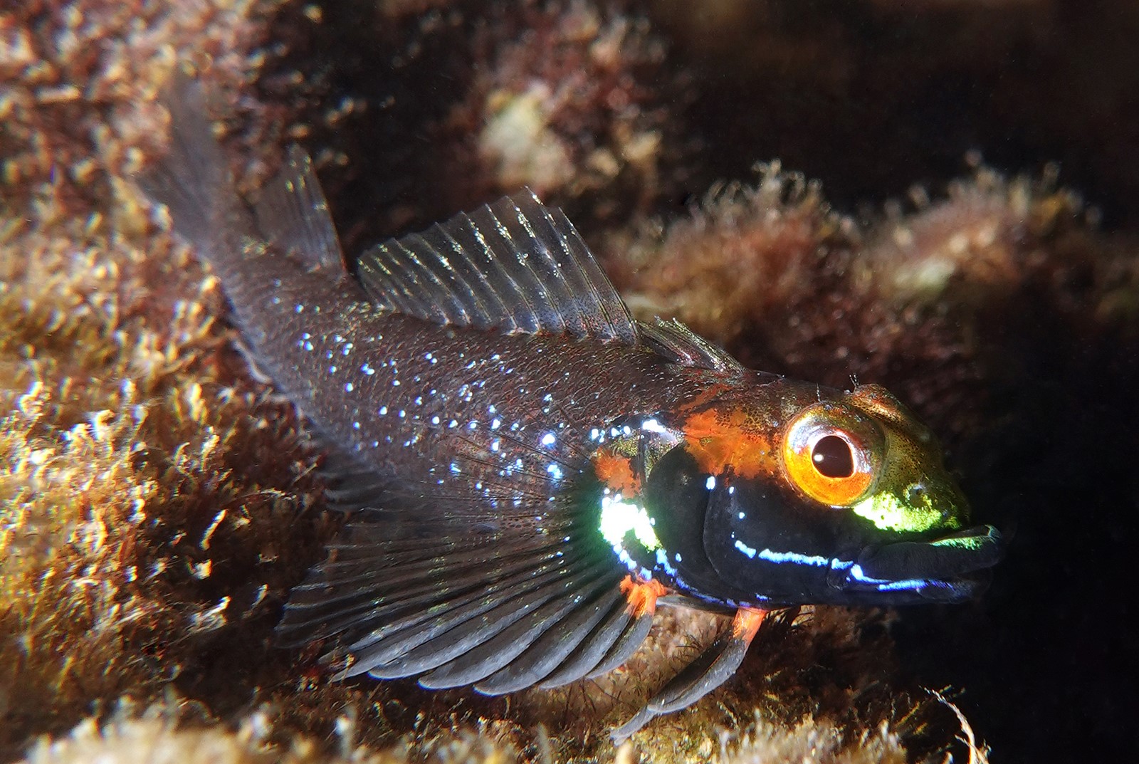 HELCOGRAMMA TRIGLOIDES - (BLEEKER, 1858)