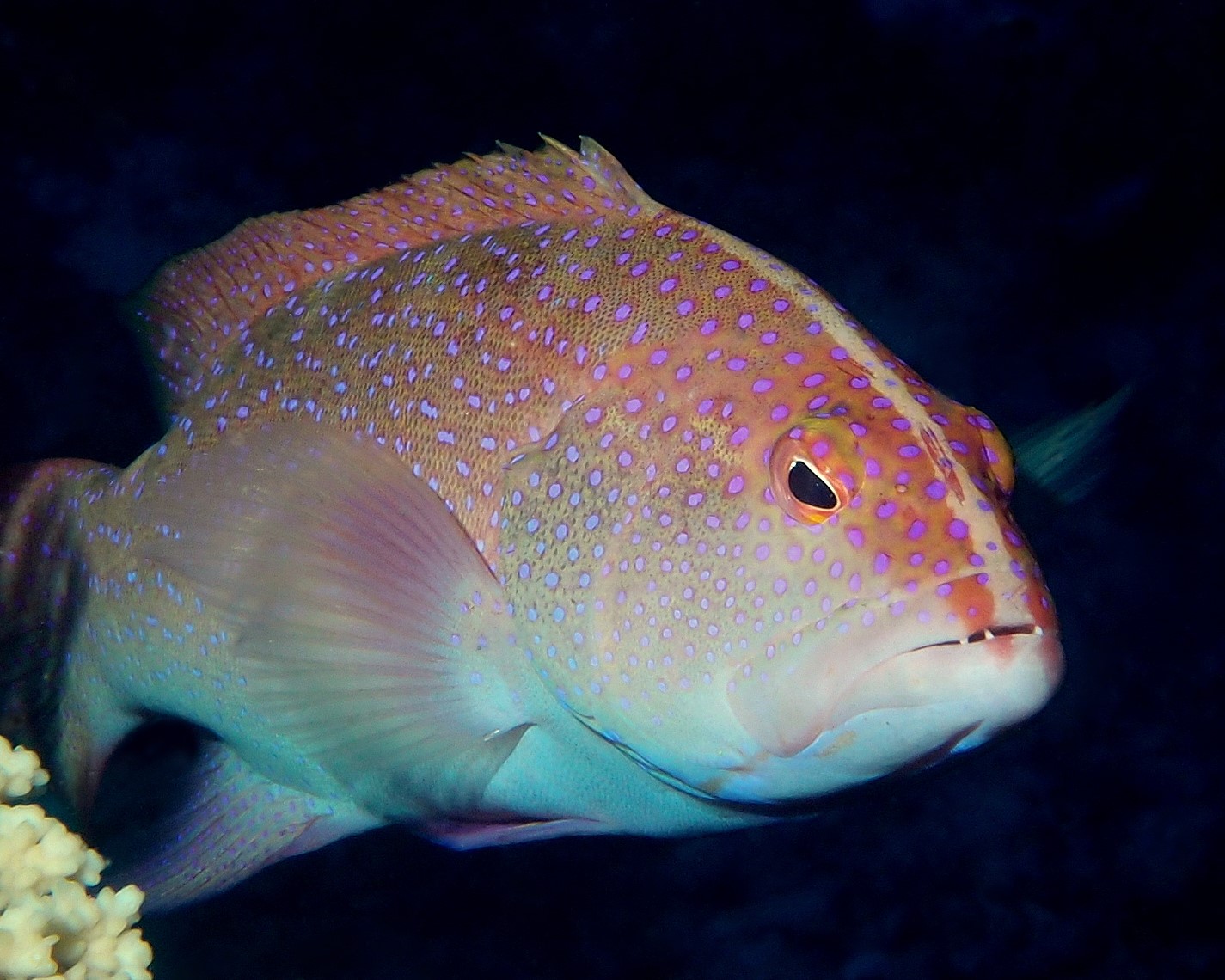 VARIOLA LOUTI - (FABRICIUS, 1775)