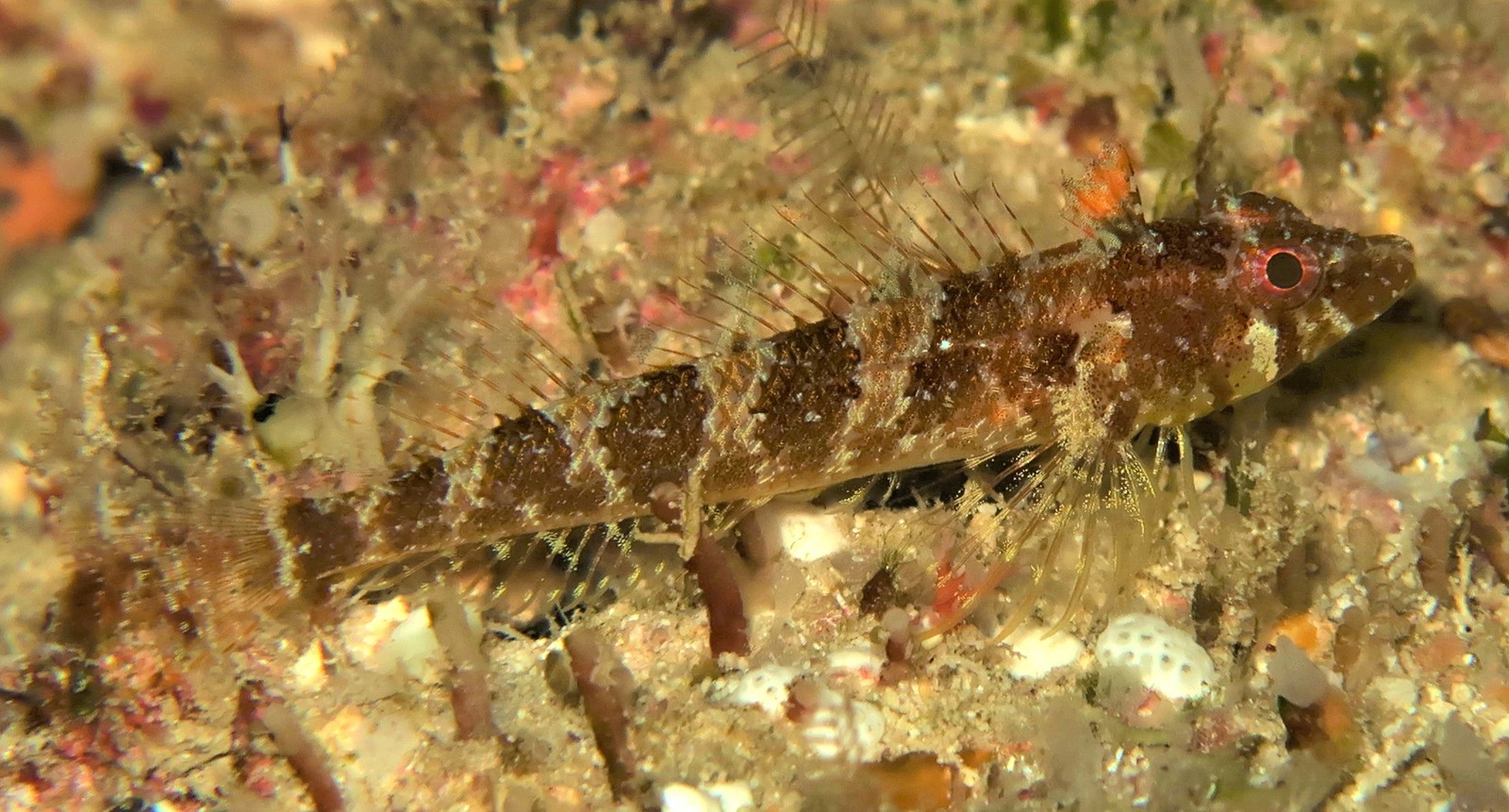 NORFOLKIA THOMASI - (WHITLEY, 1964)