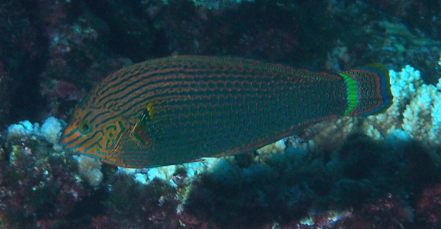 HALICHOERES ANNULARIS - (VALENCIENNES, 1839)