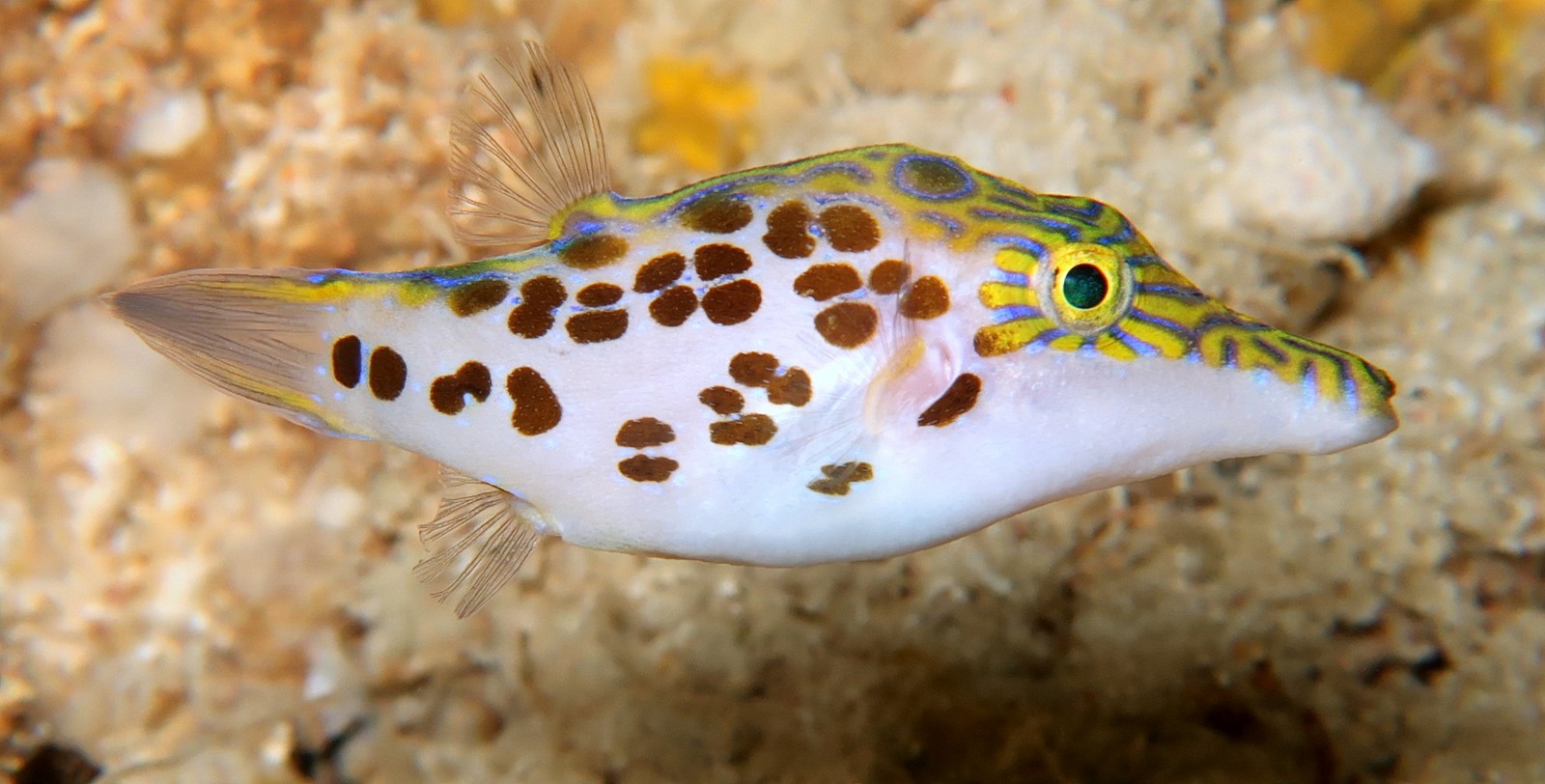 CANTHIGASTER LEOPARDA - (LUBBOCK & ALLEN, 1979)