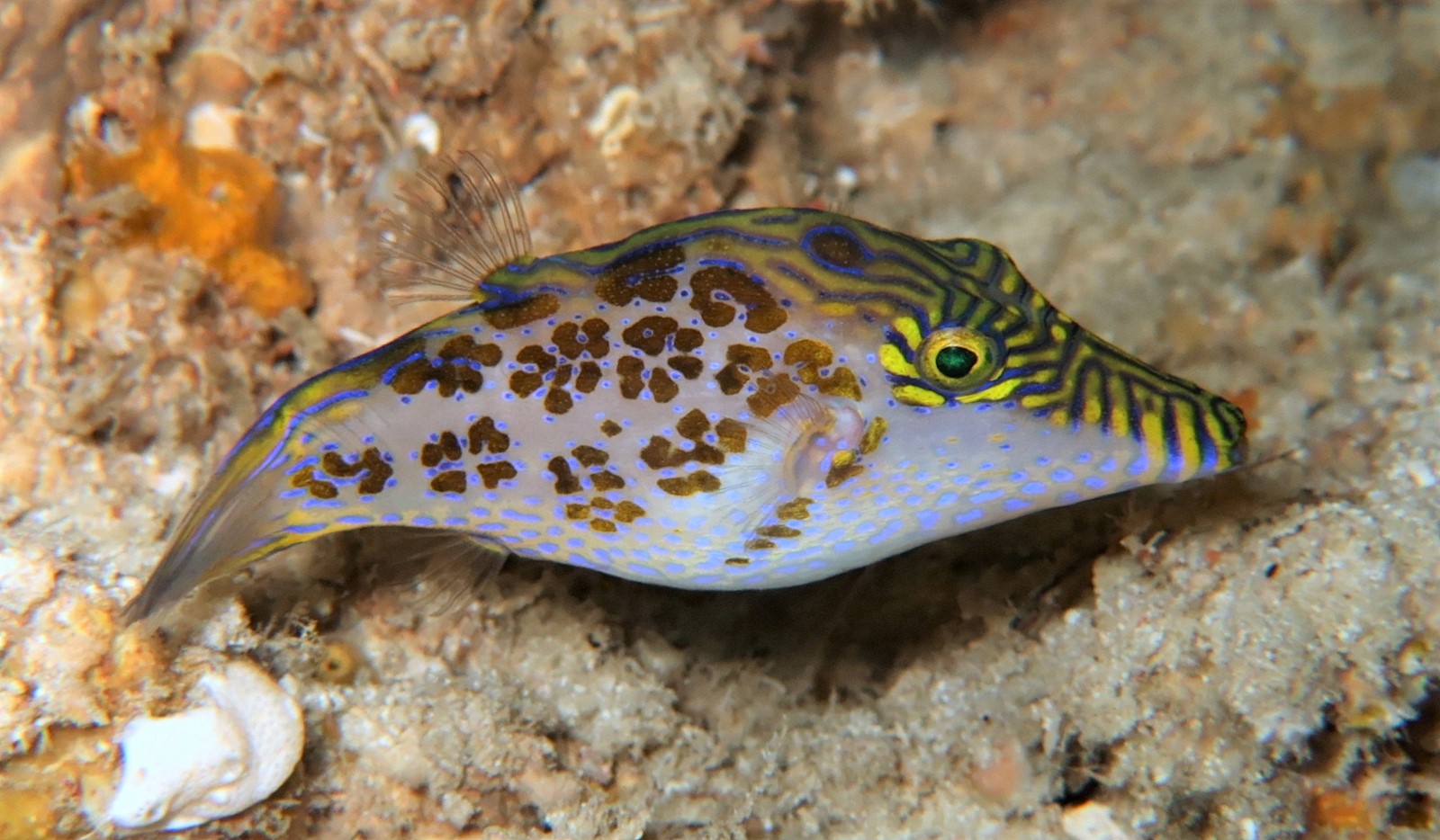 CANTHIGASTER LEOPARDA - (LUBBOCK & ALLEN, 1979)