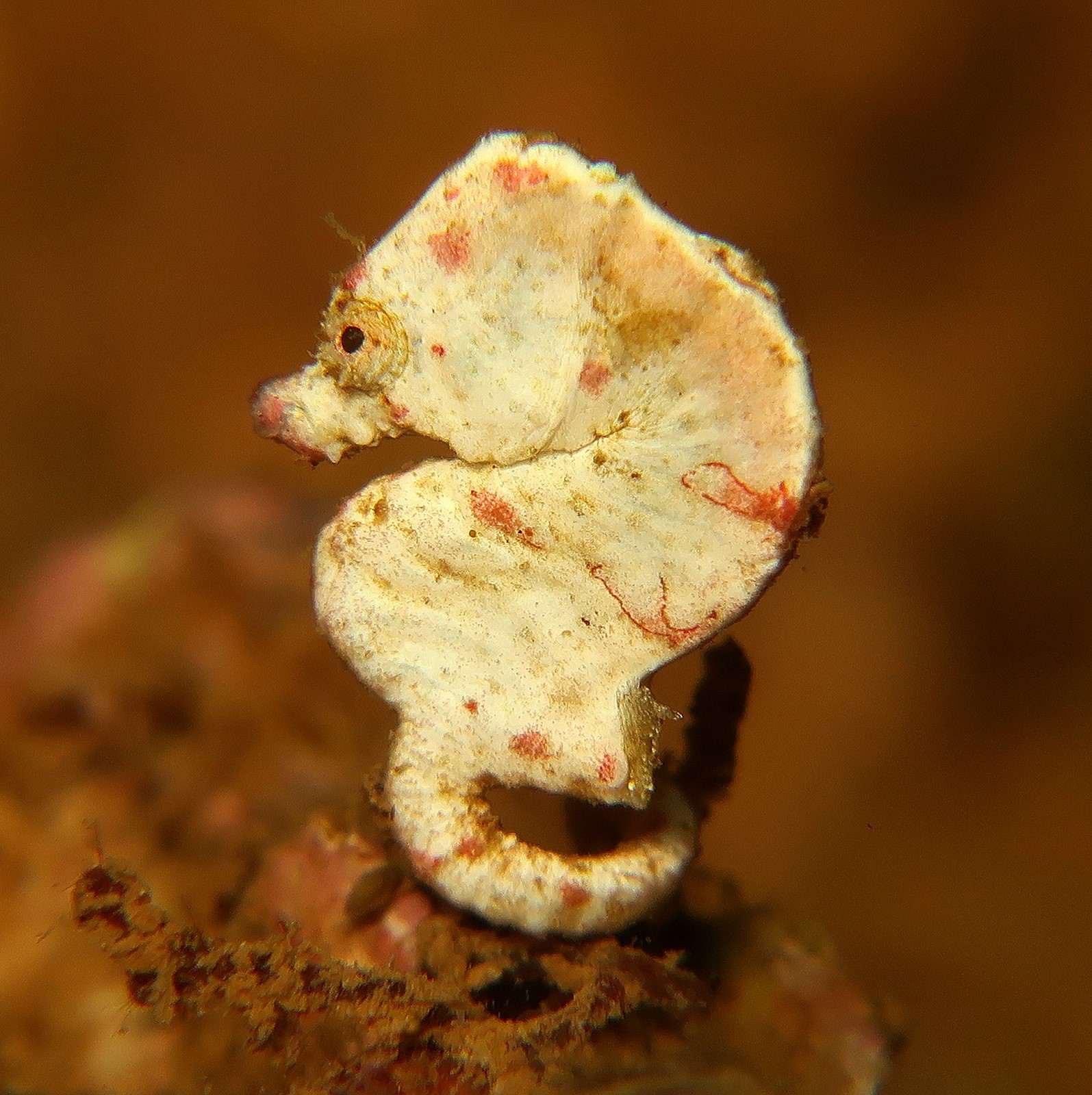 HIPPOCAMPUS COLEMANI - (KUITER, 2003)