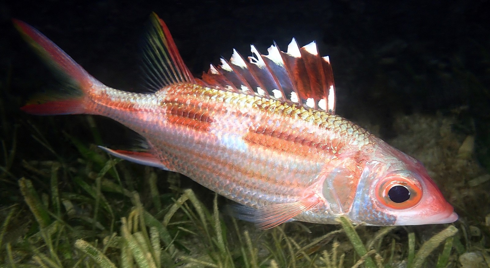 NEONIPHON SAMMARA - (FABRICIUS, 1775)