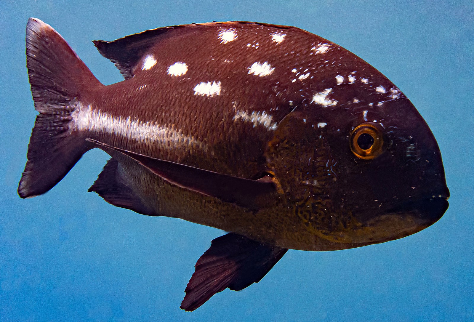 MACOLOR MACULARIS - (FOWLER, 1931)