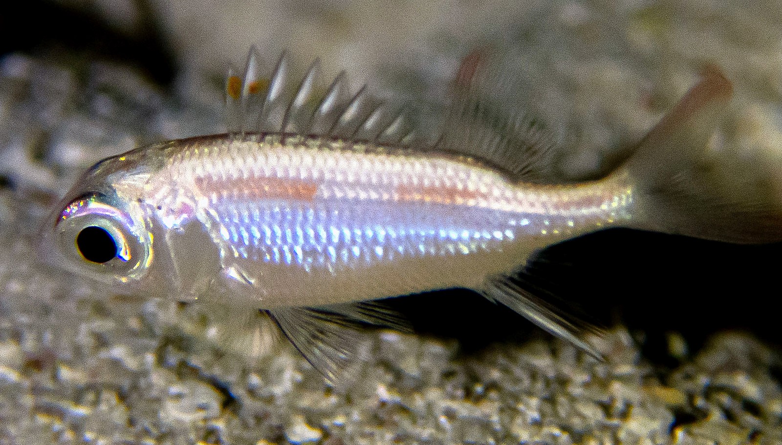 NEONIPHON SAMMARA - (FABRICIUS, 1775)