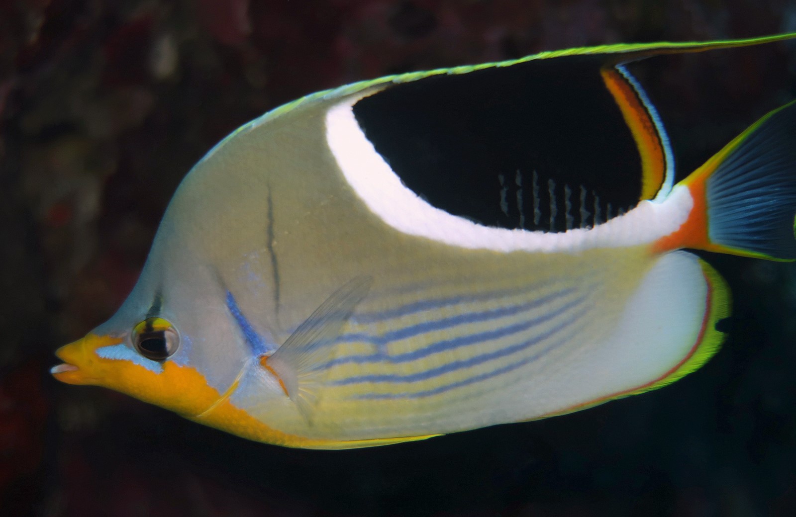 CHAETODON EPHIPPIUM - (CUVIER, 1831)
