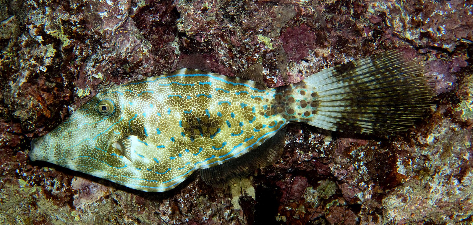 ALUTERUS SCRIPTUS - (OSBECK, 1765)