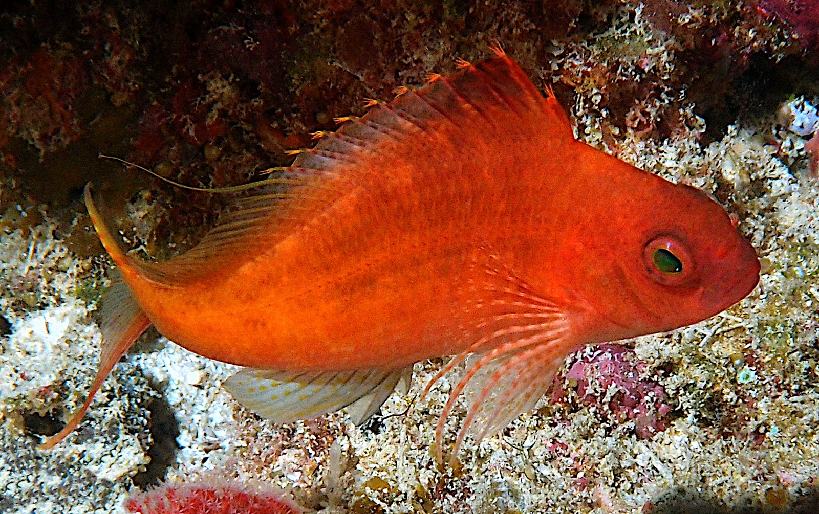 CYPRINOCIRRHITES POLYACTIS - (BLEEKER, 1874)