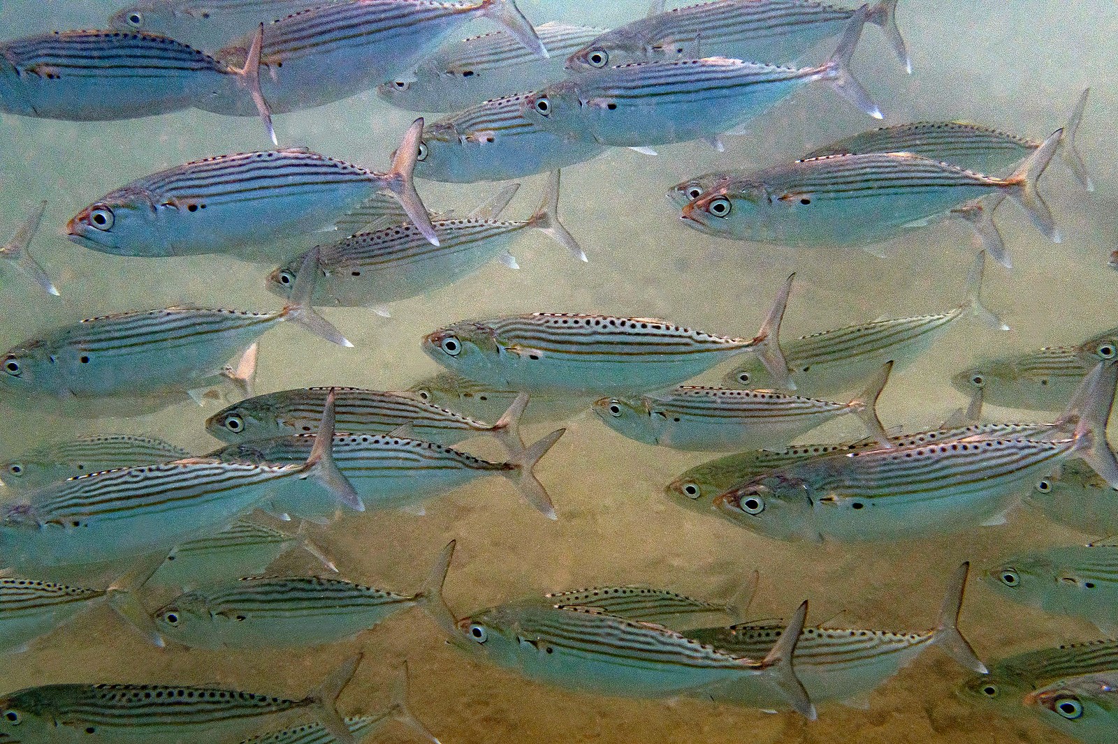 RASTRELLIGER KANAGURTA - (CUVIER, 1816)