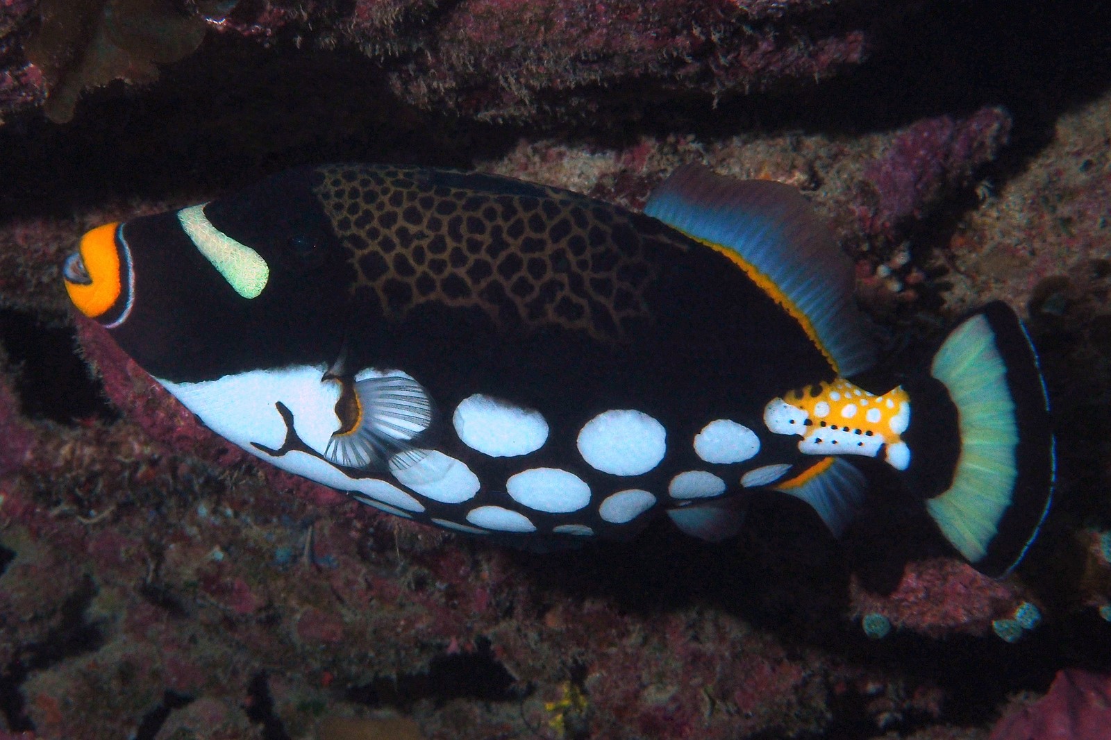 BALISTOIDES CONSPICILLUM - (BLOCH & SCHNEIDER, 1801)