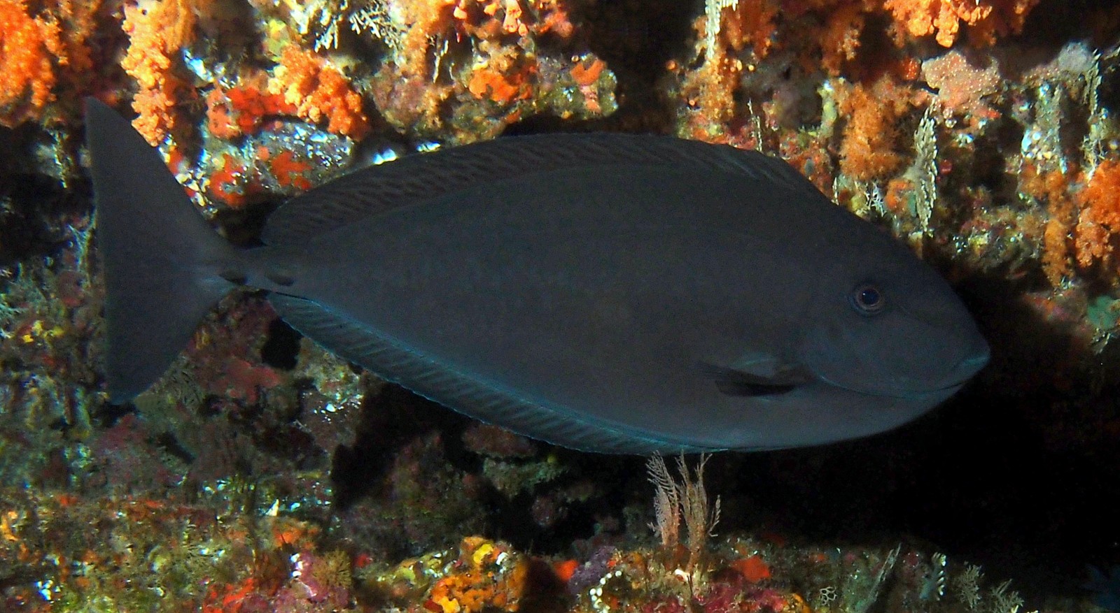 NASO CAESIUS - (RANDALL & BELL, 1992)