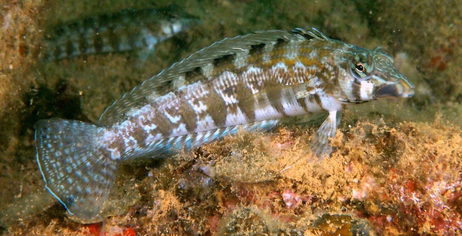 PARAPERCIS CYLINDRICA - (BLOCH, 1792)