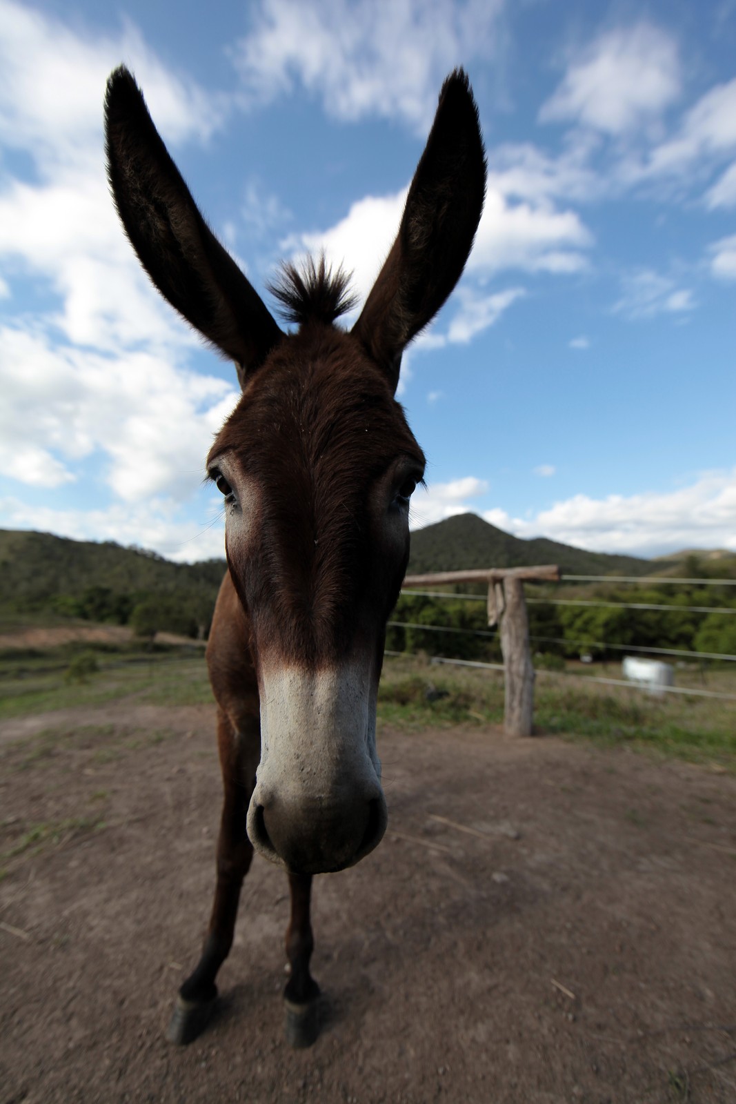 EQUUS ASINUS - (LINNAEUS, 1758)