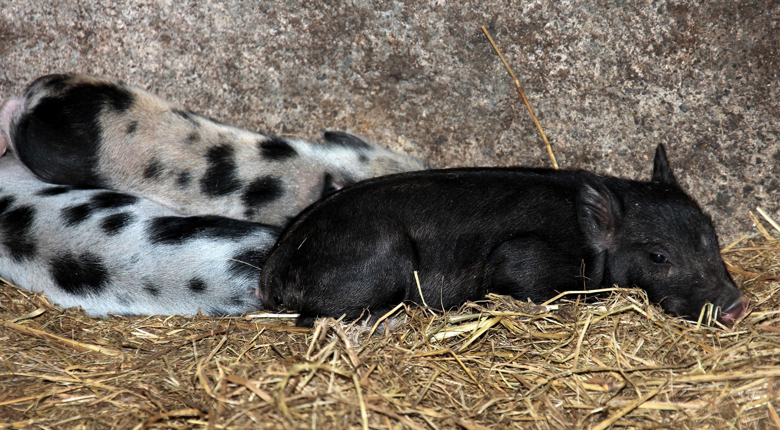 SUS SCROFA DOMESTICUS - (LINNAEUS, 1758)