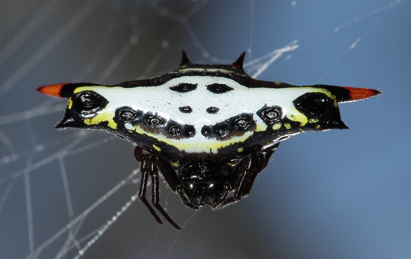 GASTERACANTHA RUBROSPINIS - (GUERIN, 1838)