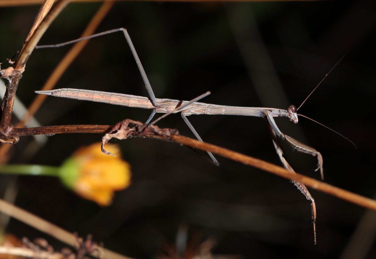 TENODERA COSTALIS - (BLANCHARD, 1853)