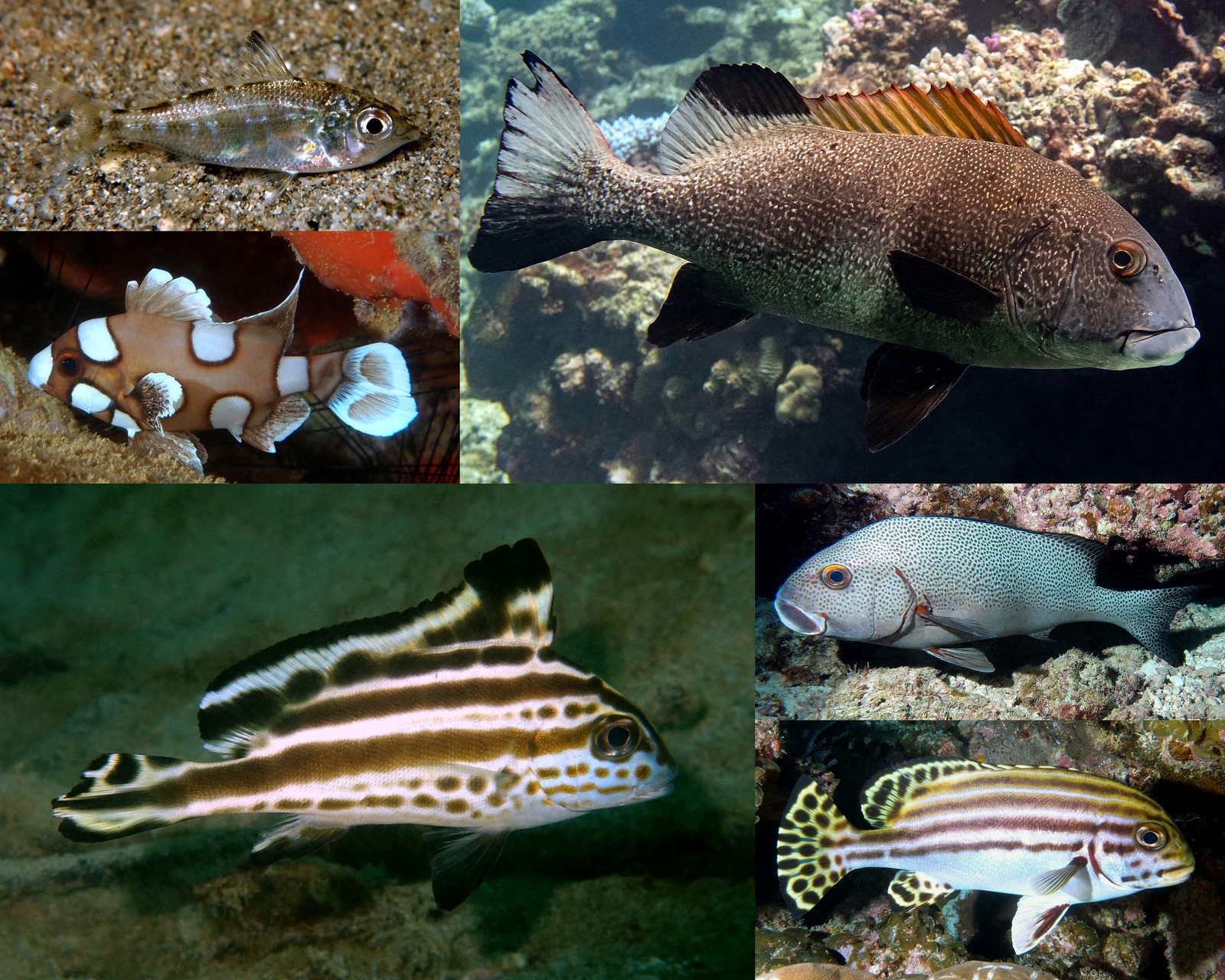 Poissons à nageoires rayonnées Nouvelle-Calédonie