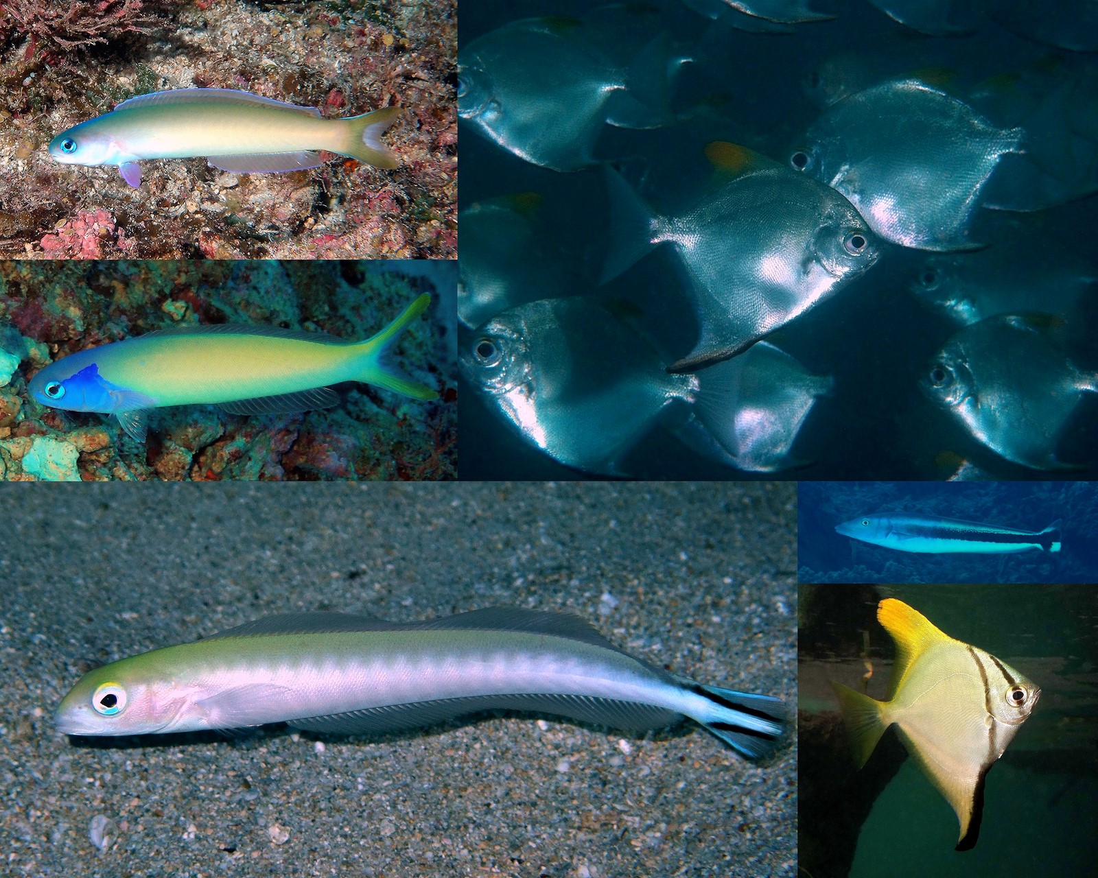 Poissons à nageoires rayonnées Nouvelle-Calédonie