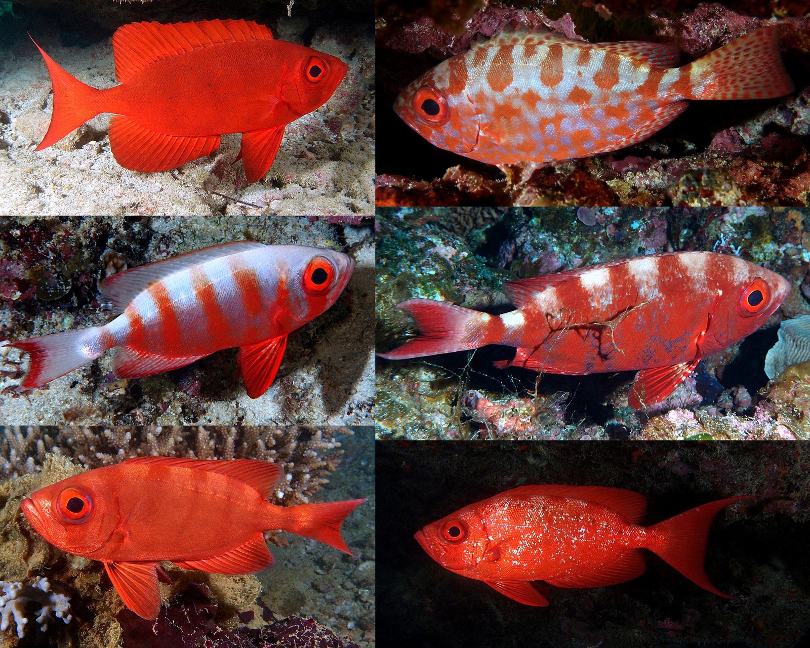 Poissons à nageoires rayonnées Nouvelle-Calédonie