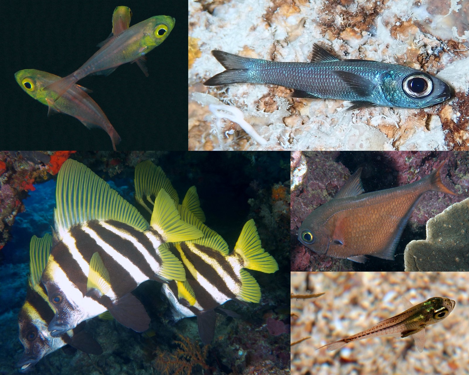 Poissons à nageoires rayonnées Nouvelle-Calédonie